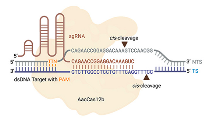 浅谈CRISPR/Cas12基因编辑技术_莱博控股集团