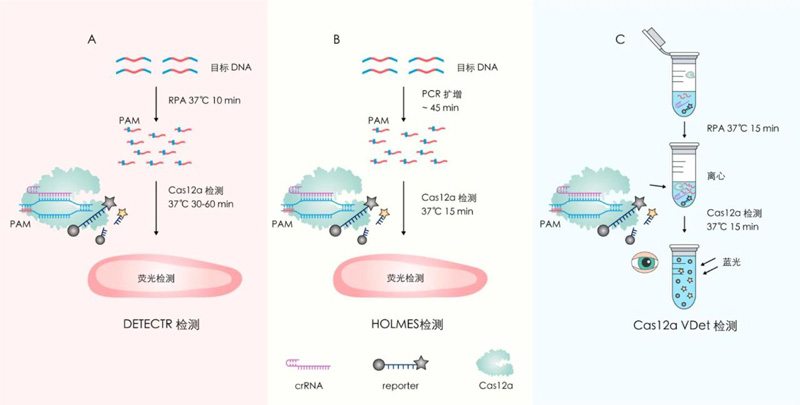 浅谈CRISPR/Cas12基因编辑技术_莱博控股集团